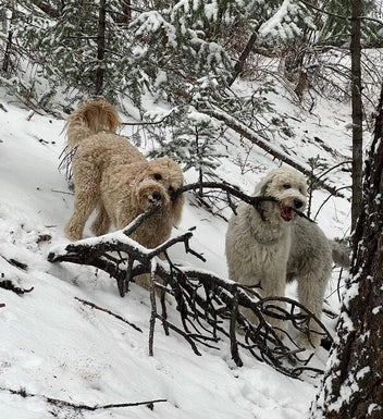 Advanced Calming Aid | VetPro Complete